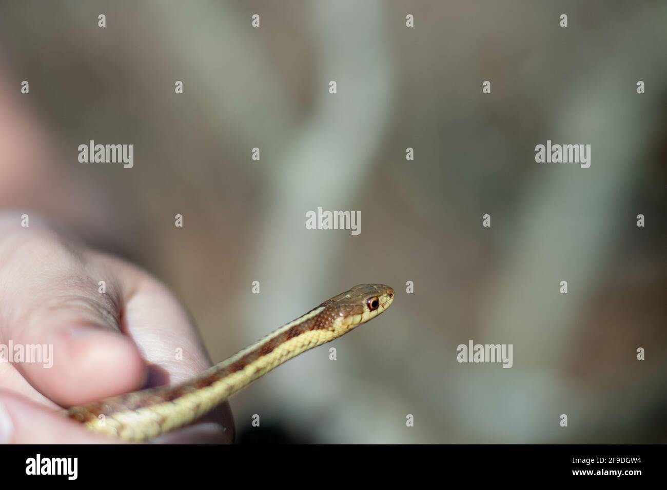 Hand held snake hi-res stock photography and images - Alamy
