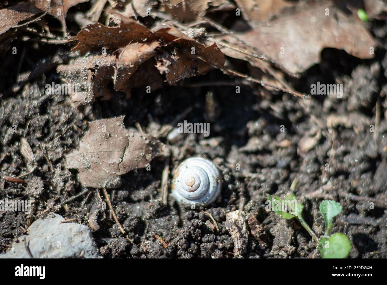 Dirt Inside A Snail