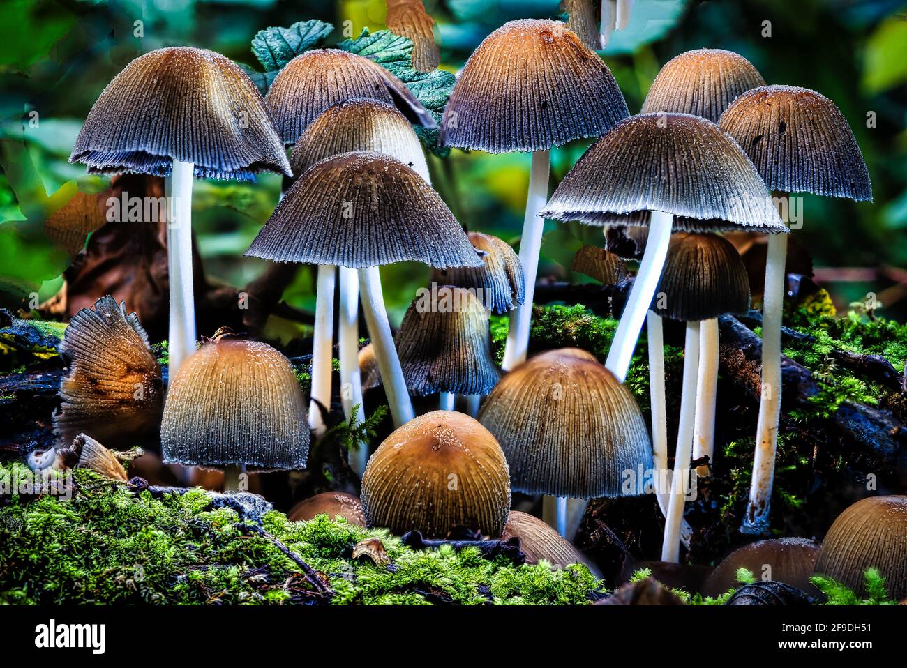 A closeup of wild fungi in a forest under the sunlight with a blurry ...