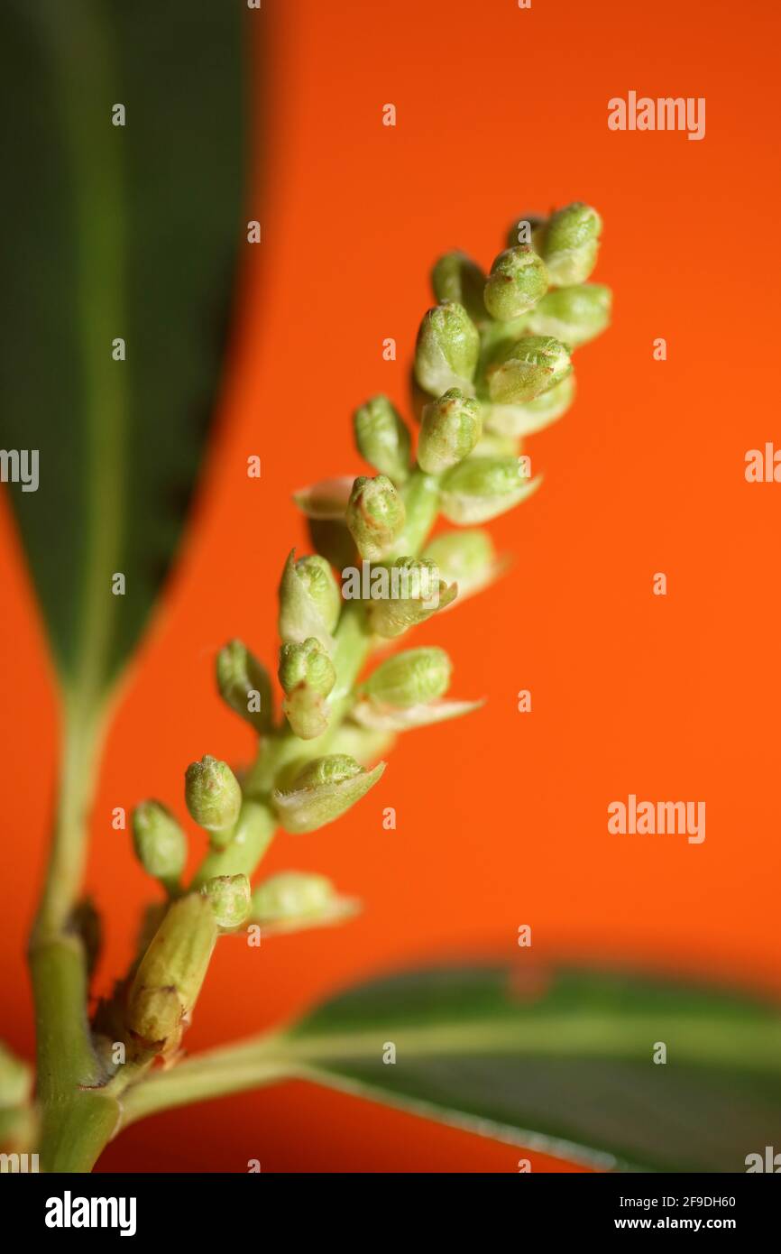 Spring branch fruits Prunus lusitanica family rosaceae modern ...