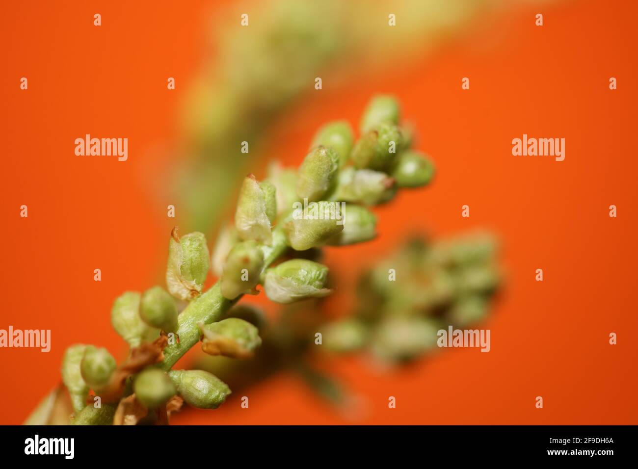 Spring branch fruits Prunus lusitanica family rosaceae modern ...