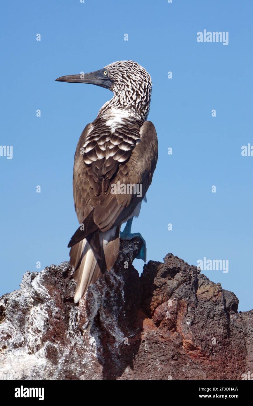 Blue footed booby (Sula nebouxii) at Punta Morena, Isabela Island ...