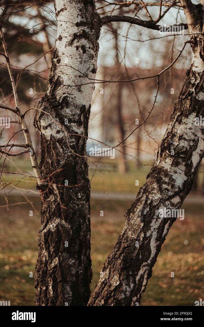 A shallow focus shot of a two-trunk tree with white spots in the forest ...