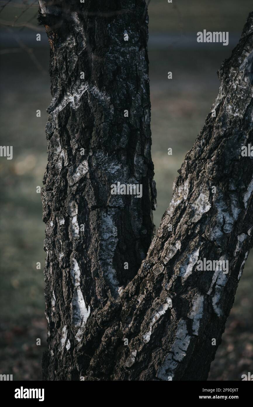 A shallow focus shot of a two-trunk tree with white spots in the forest Stock Photo - Alamy