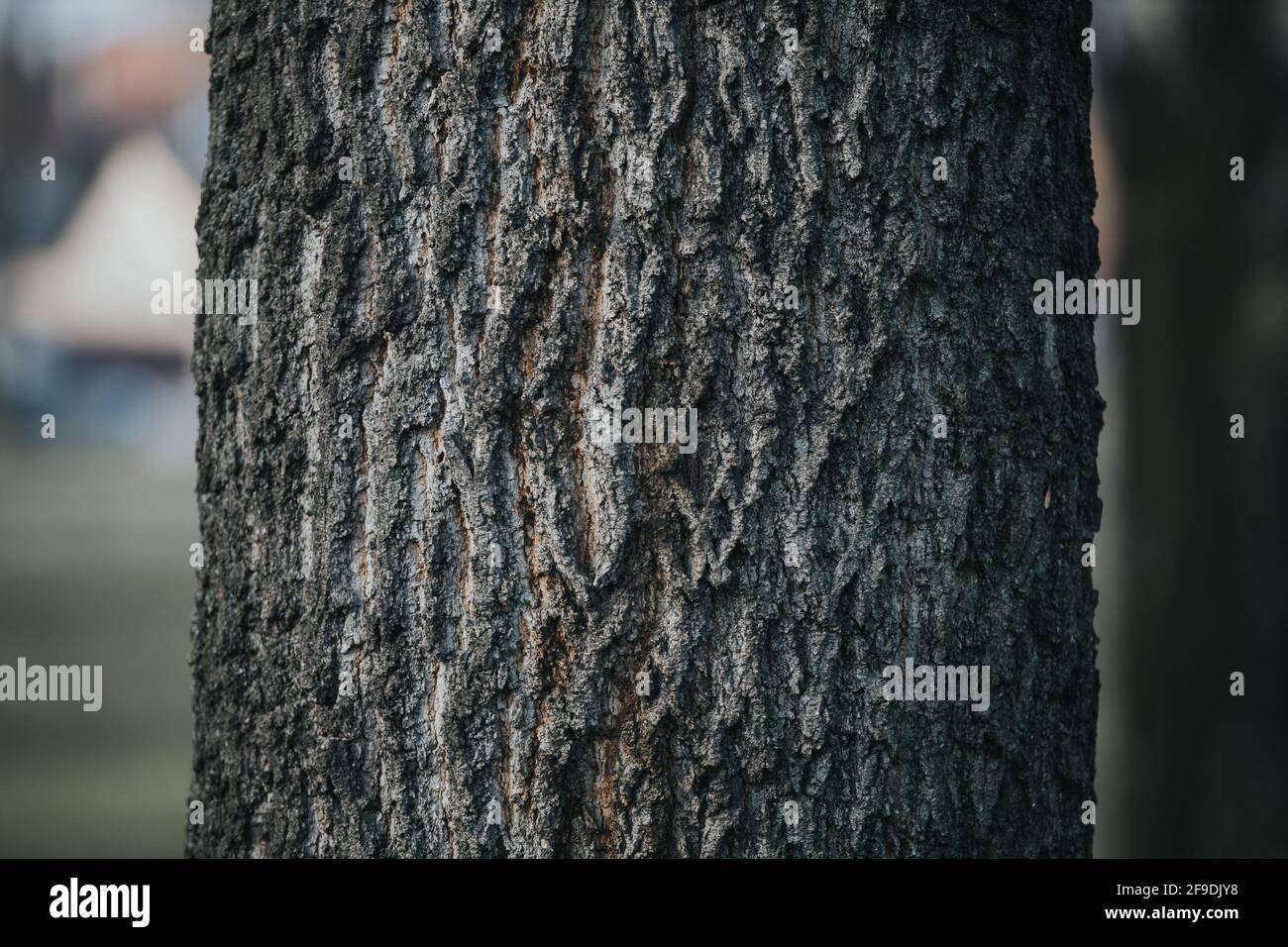 A closeup shot of a tree trunk on the park Stock Photo - Alamy