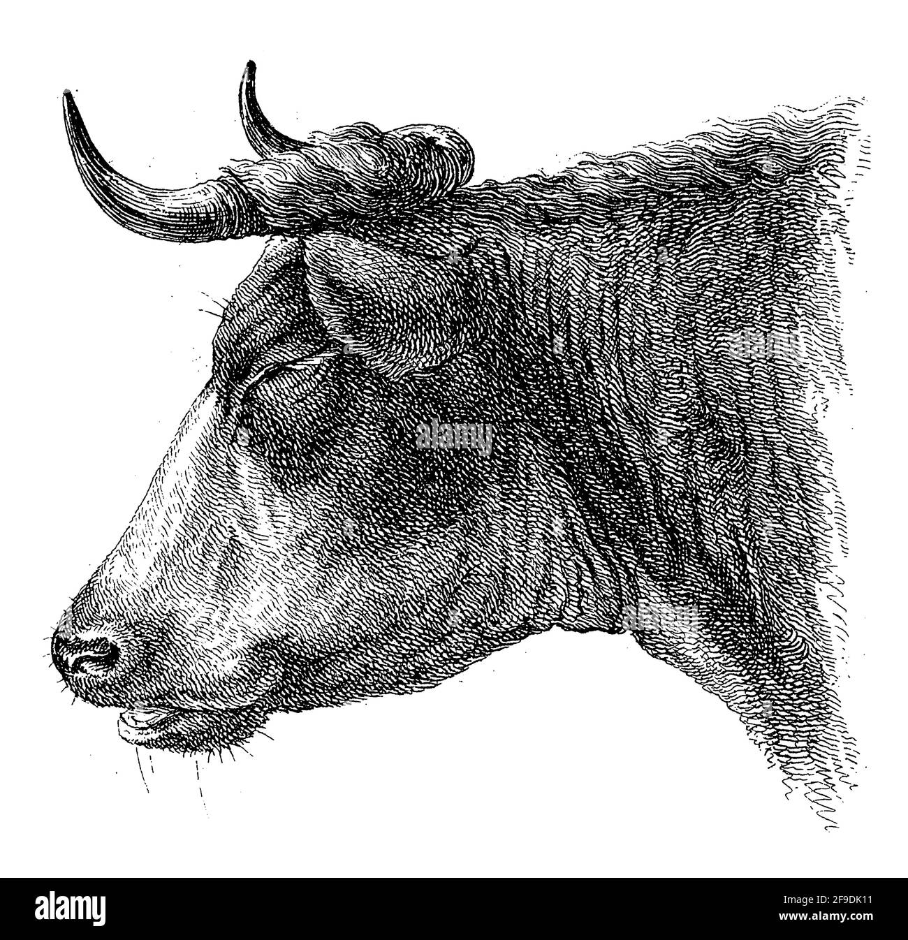 Cow vintage painting Black and White Stock Photos & Images - Alamy