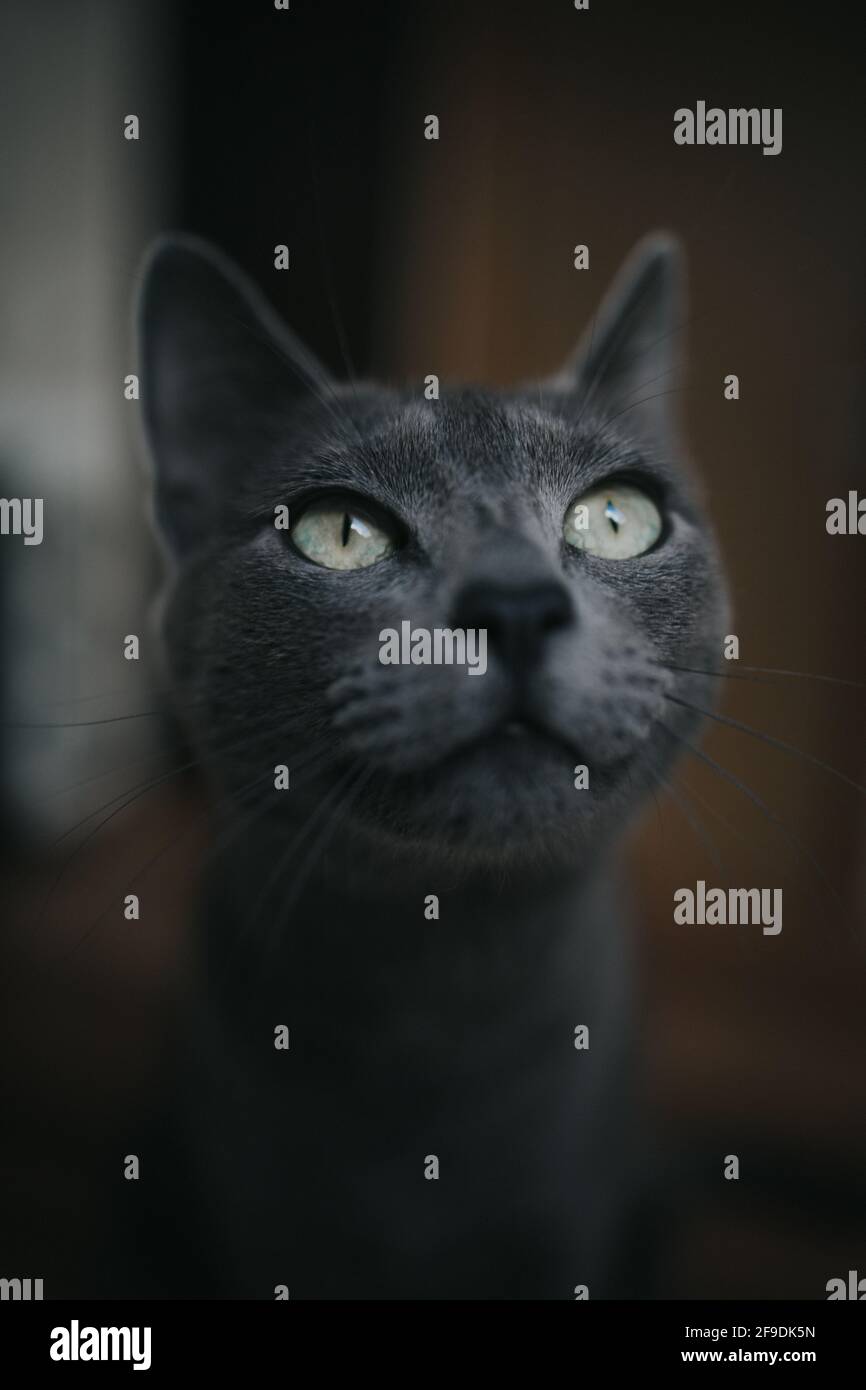 A shallow focus shot of a cute gray cat's smiling face with long gray ...
