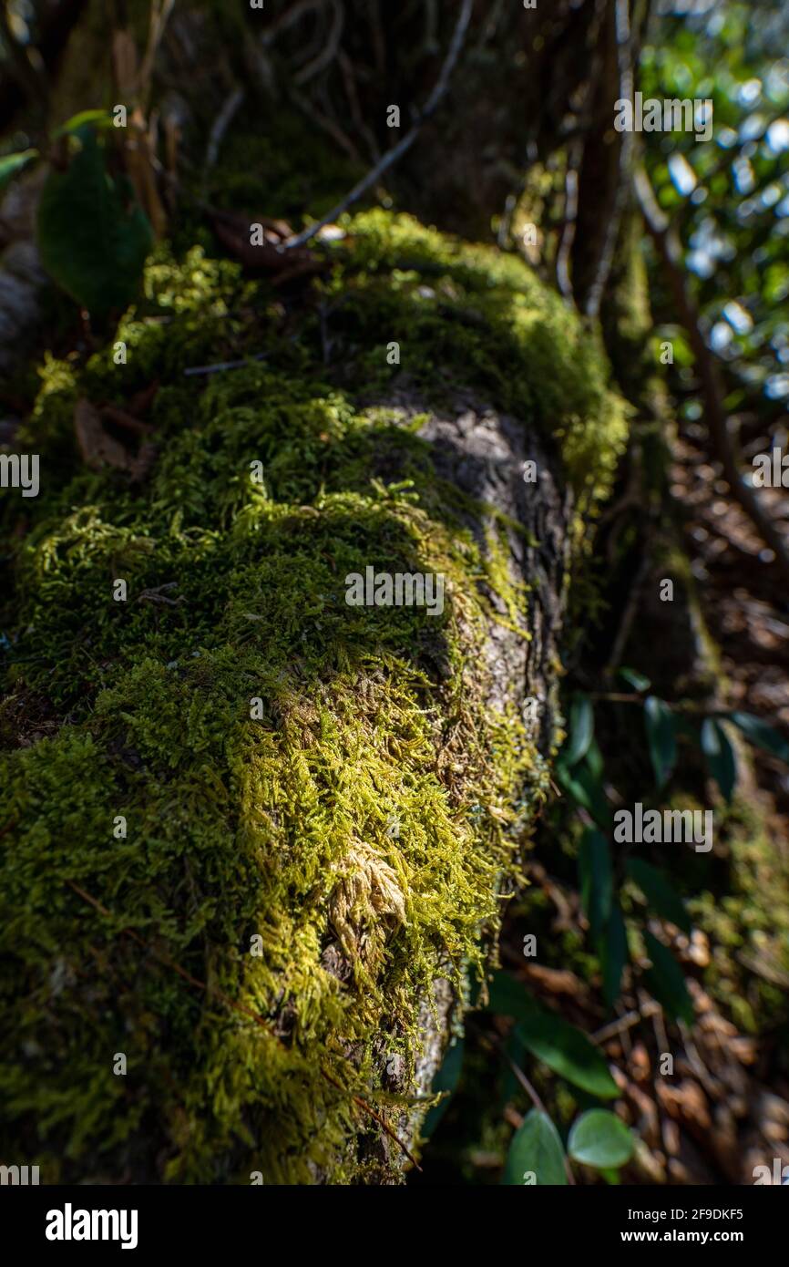 sunlit moss growing on the exposed roots of a tree Stock Photo - Alamy