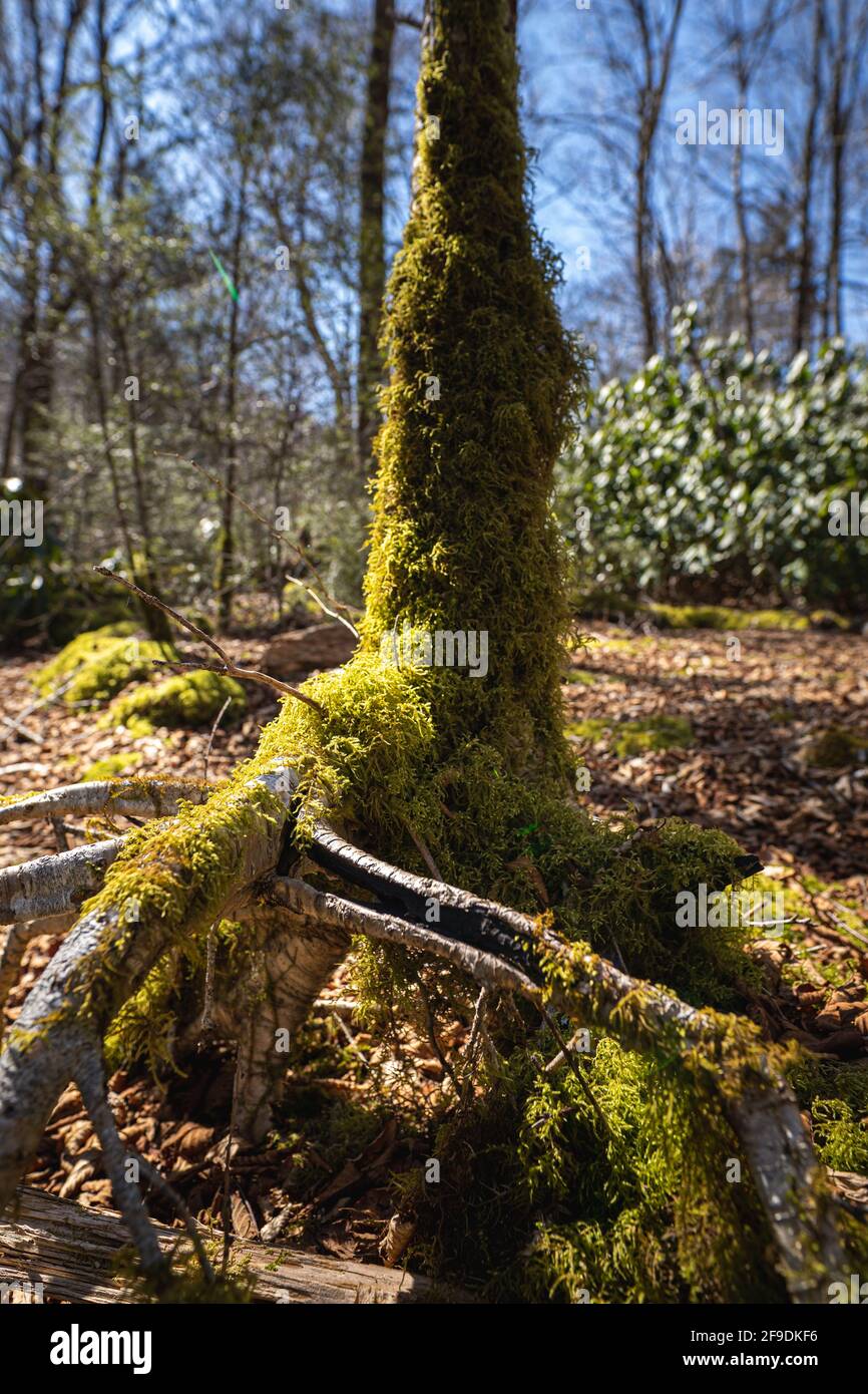 moss growing up a base of a tree in a sunny opening in the woods Stock ...