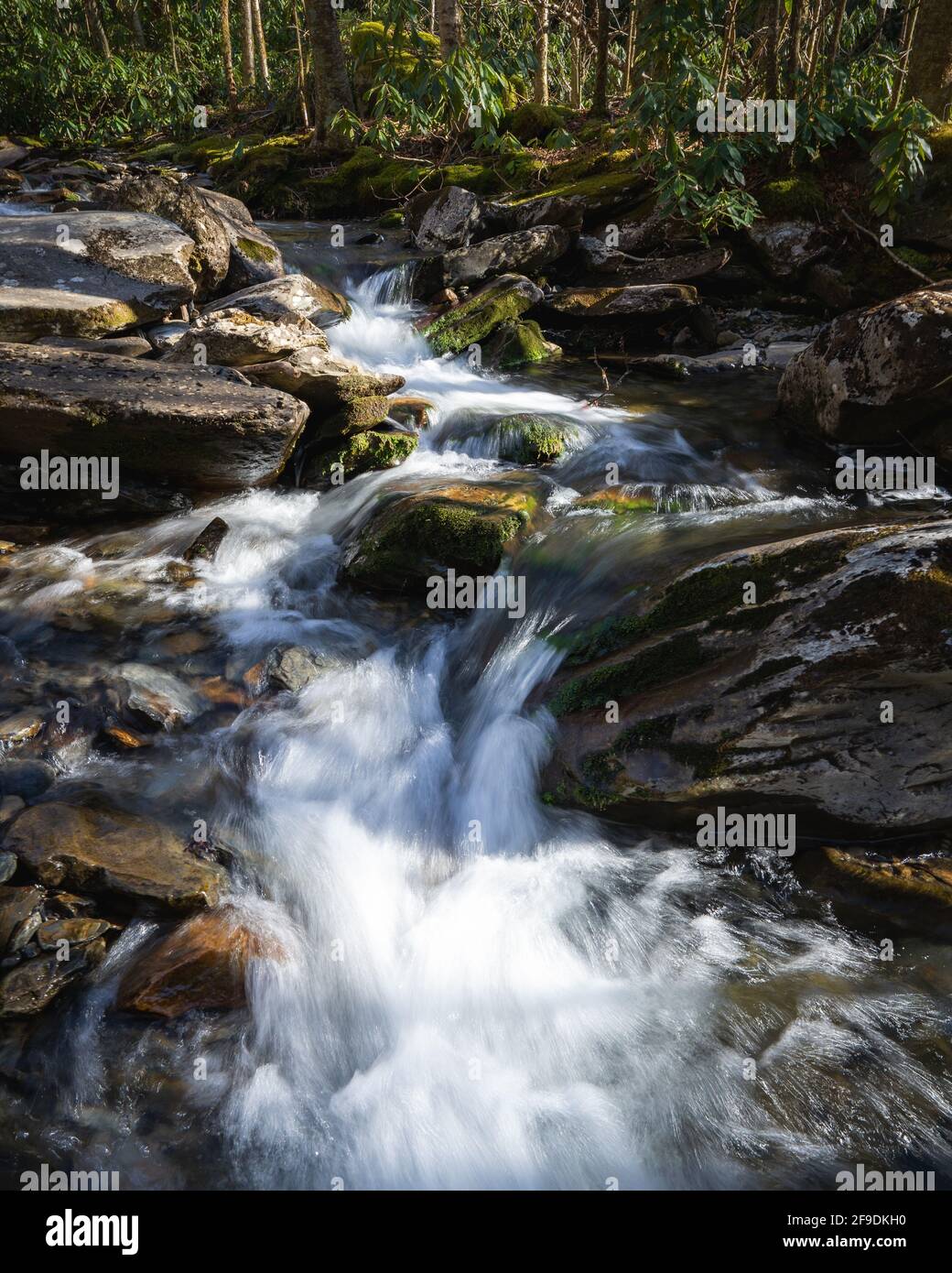 small cascade waterfall along a creek in the forest Stock Photo - Alamy