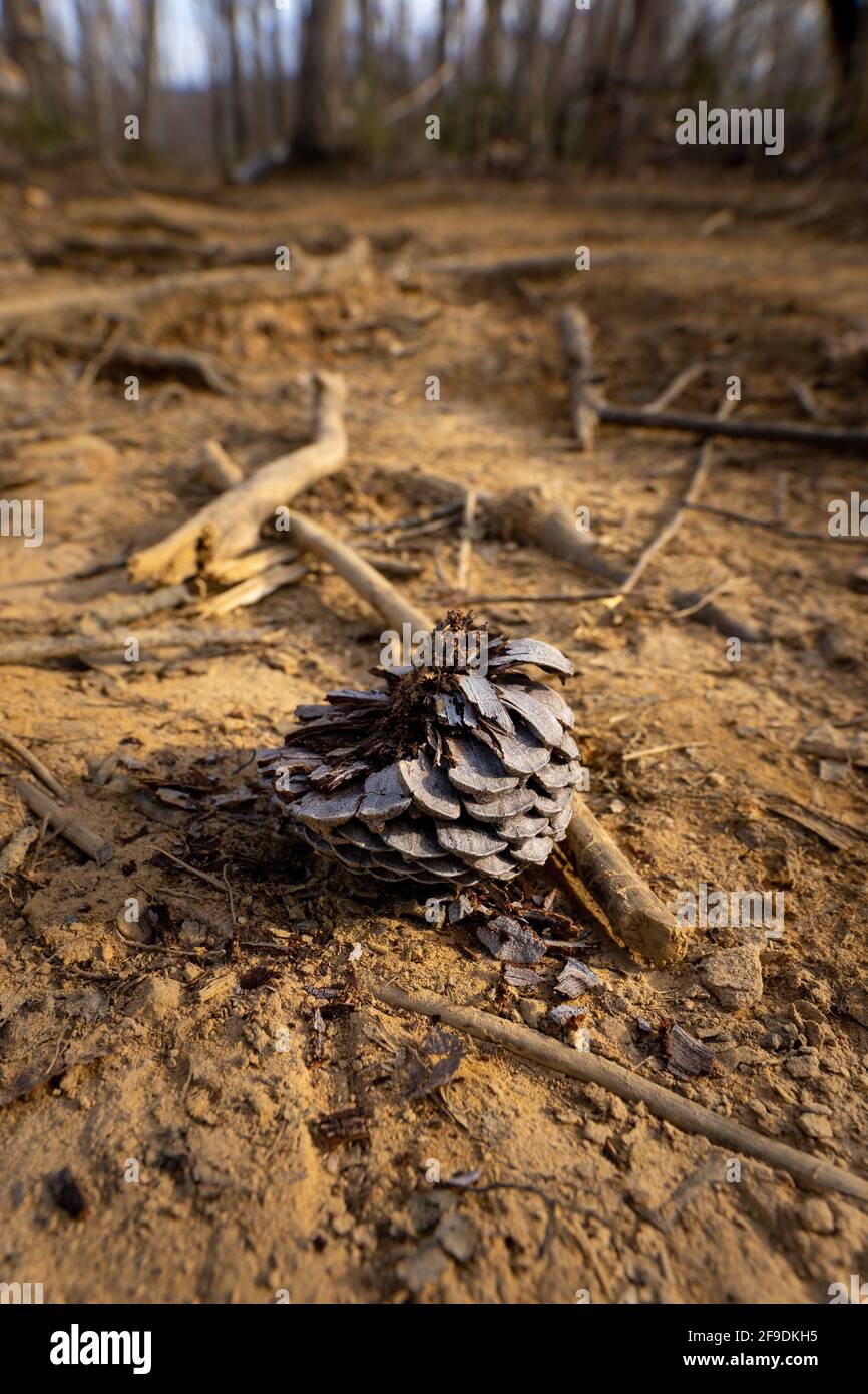 Burnt pine cone hi-res stock photography and images - Alamy