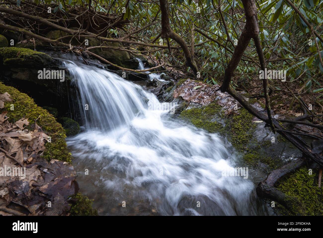 fast flowing waterfall through an overgrown forest canyon Stock Photo ...