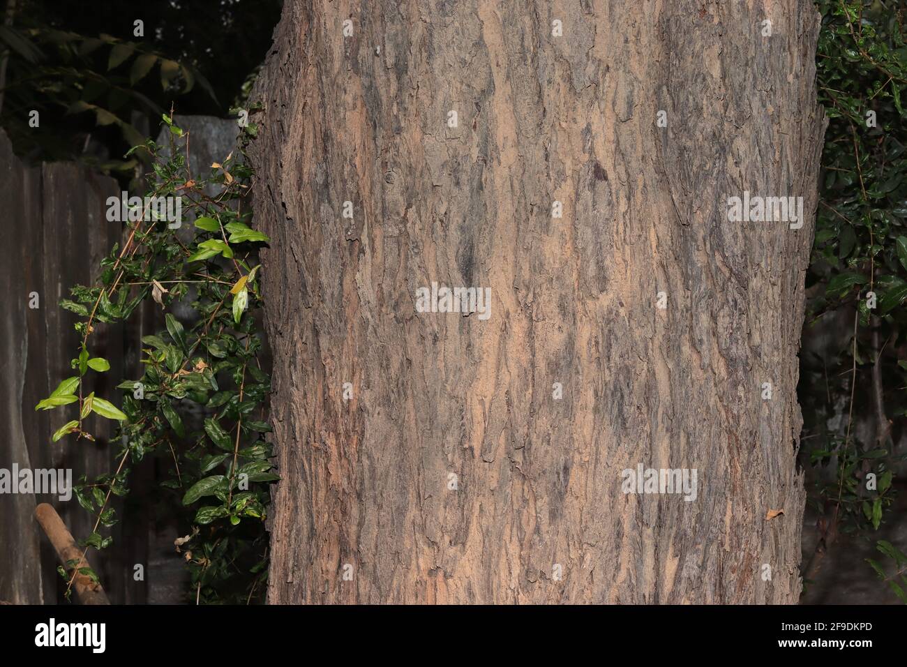 Neem tree hi-res stock photography and images - Alamy