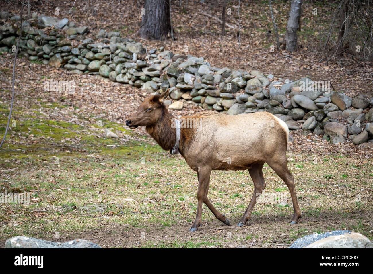 Cow elk collar hi-res stock photography and images - Alamy