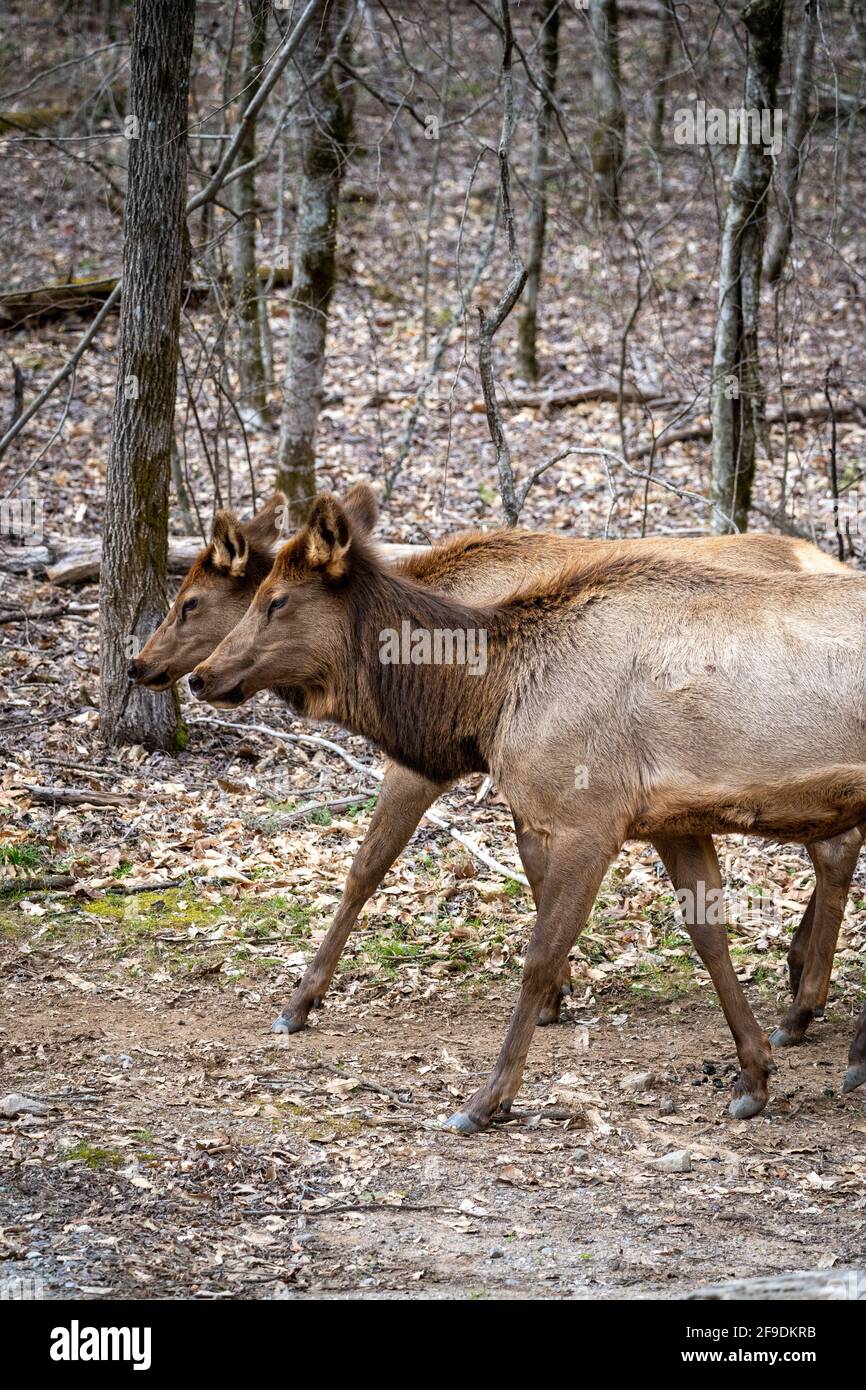 Manitoban hi-res stock photography and images - Alamy