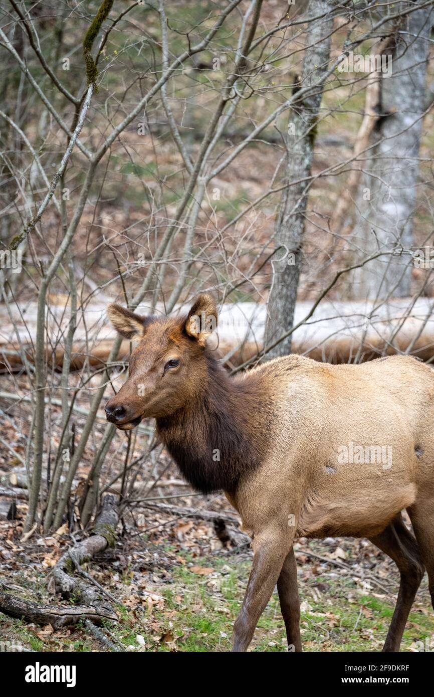 Elk in the woods hi-res stock photography and images - Alamy
