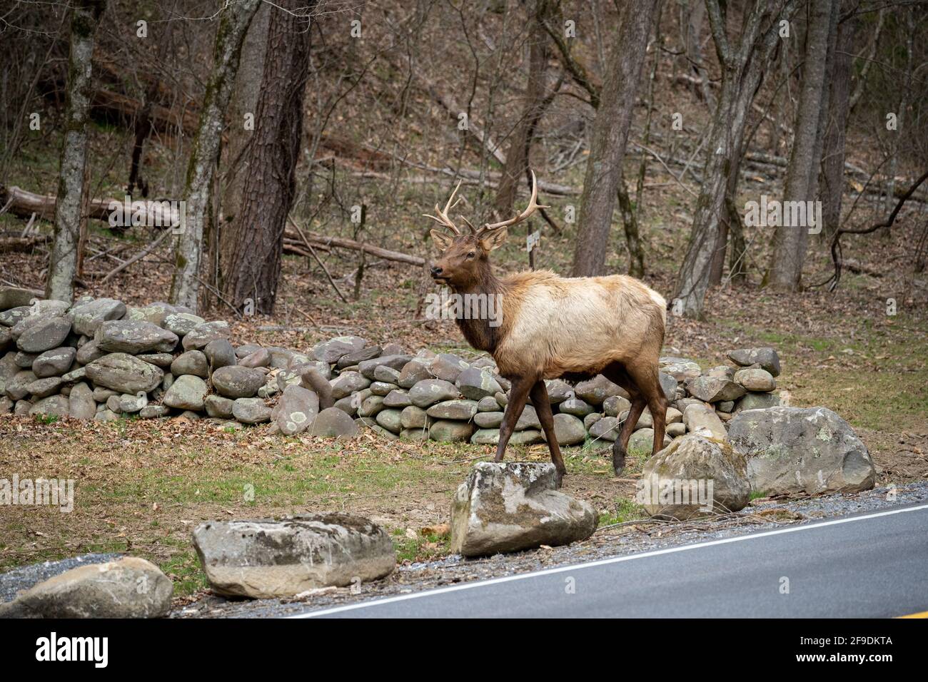 bull manitoban elk in front of an old rock wall in the woods Stock ...