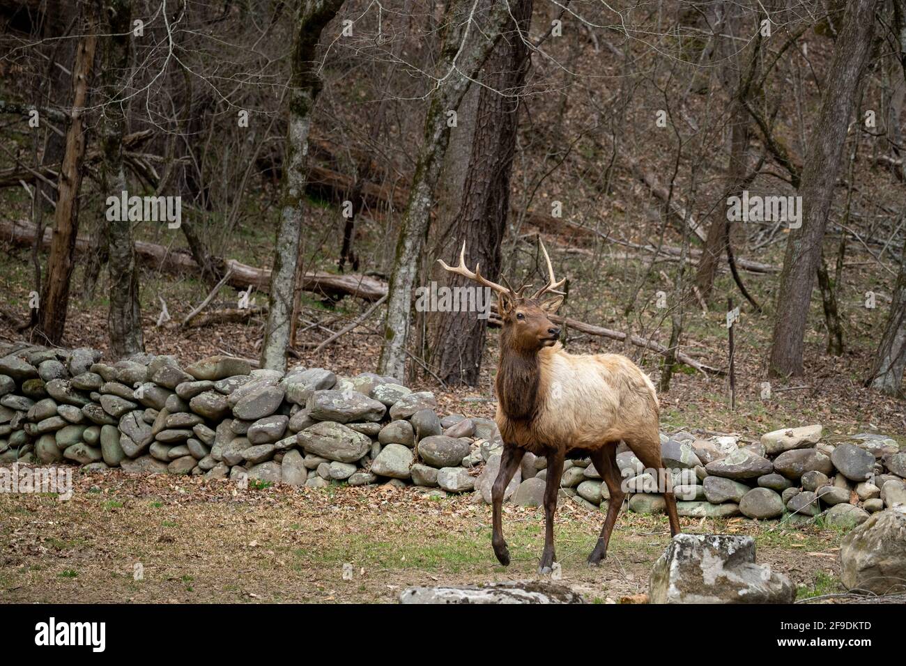 bull manitoban elk in front of an old rock wall in the woods Stock ...