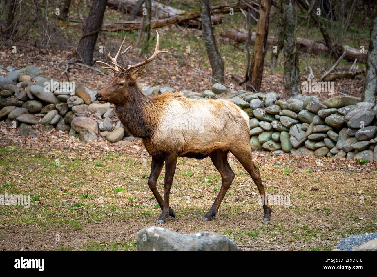Smoky mountain elk in snow hi-res stock photography and images - Alamy