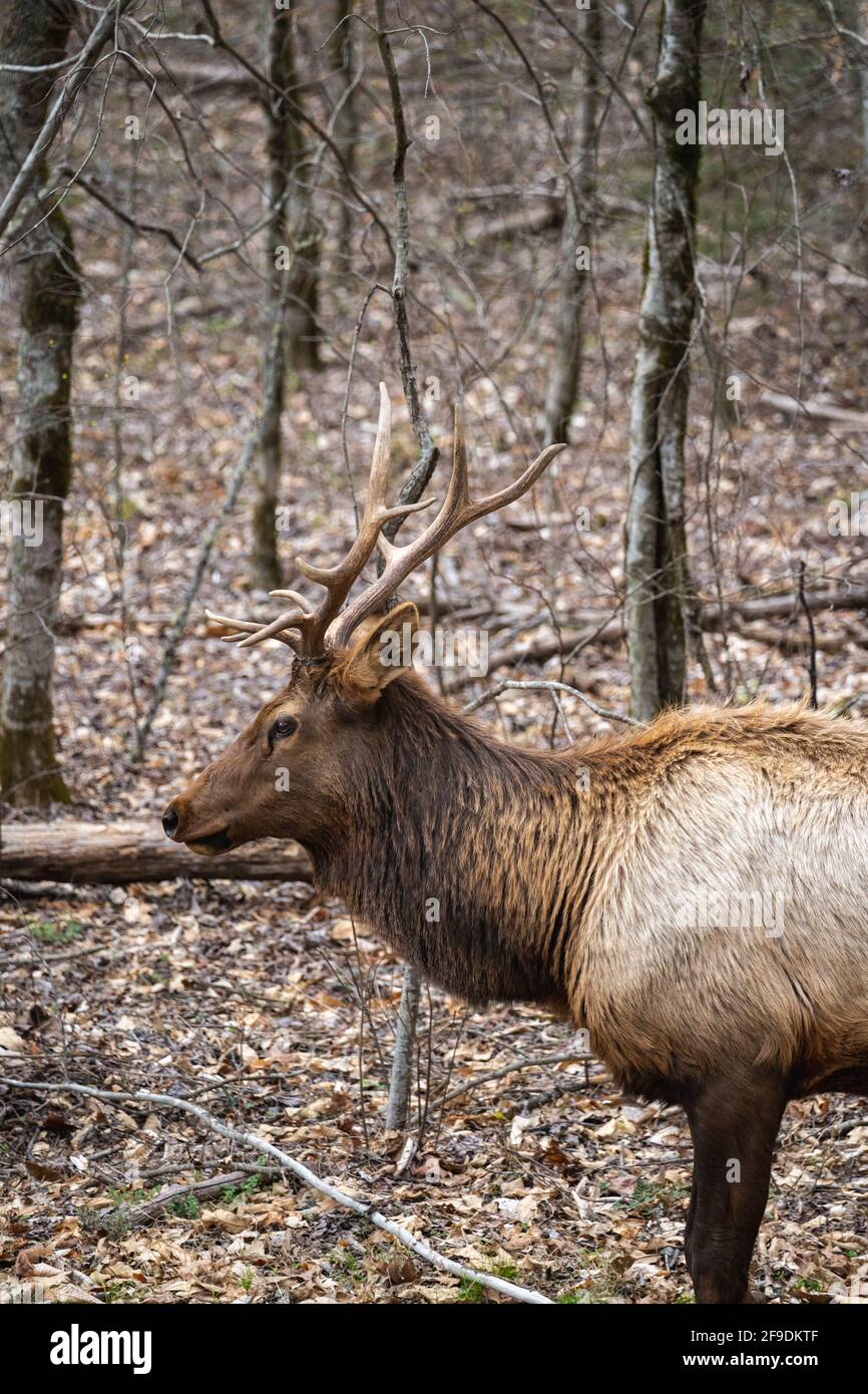 Smoky mountain elk in snow hi-res stock photography and images - Alamy