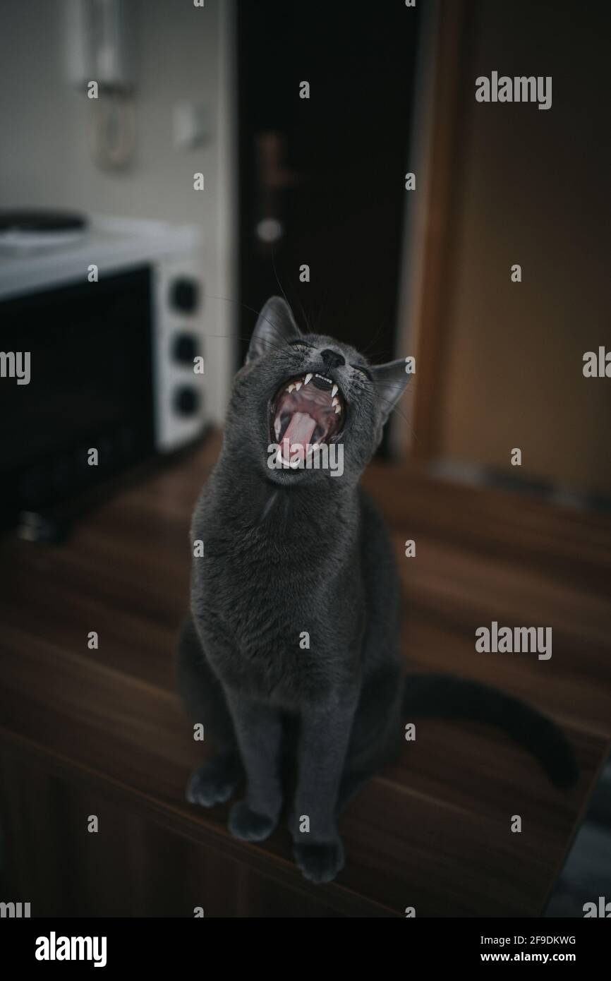 A funny cute gray cat yawning with mouth wide open on a wooden table ...