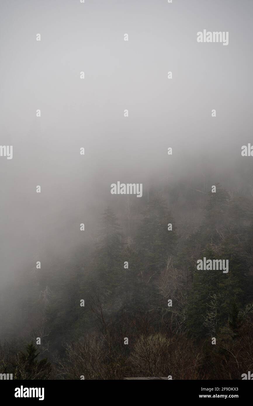 cloud covering the forest in the great smoky mountain national park ...