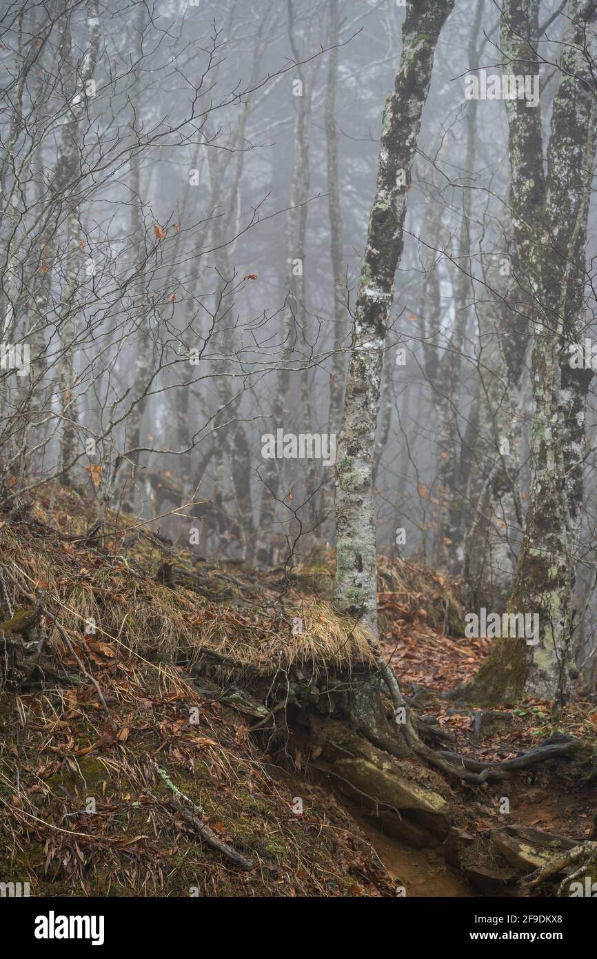 Leave less trees hi-res stock photography and images - Alamy
