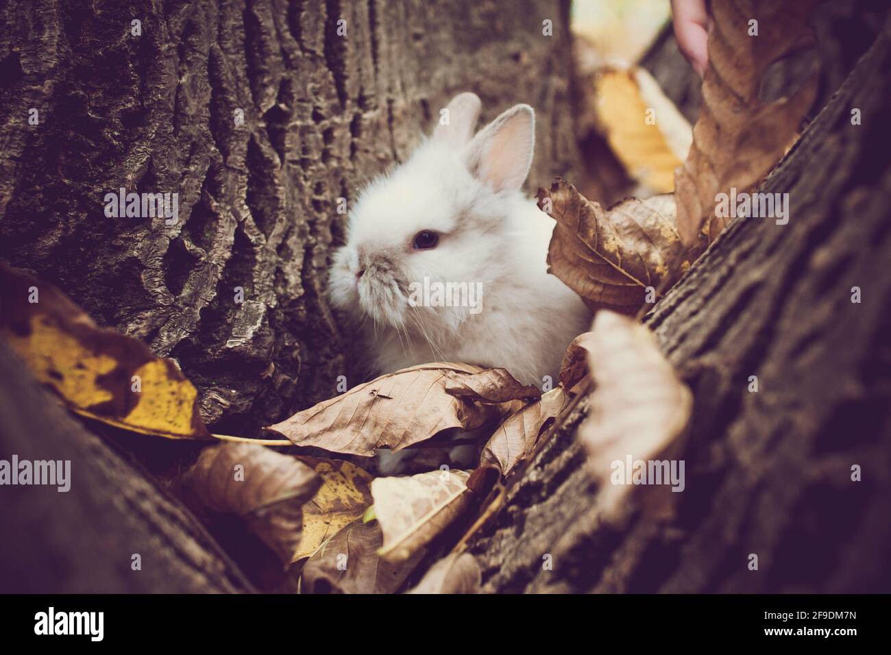 A cute little white bunny resting on a tree trunk with dry leaves in ...