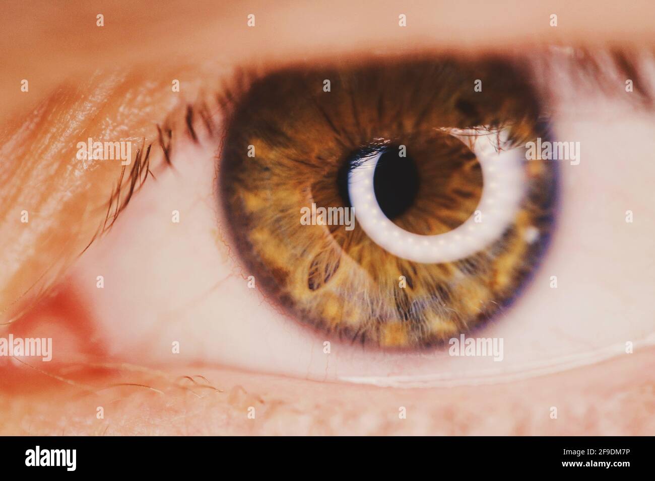 A closeup shot of a brown human eye with a small pupil and ring light ...