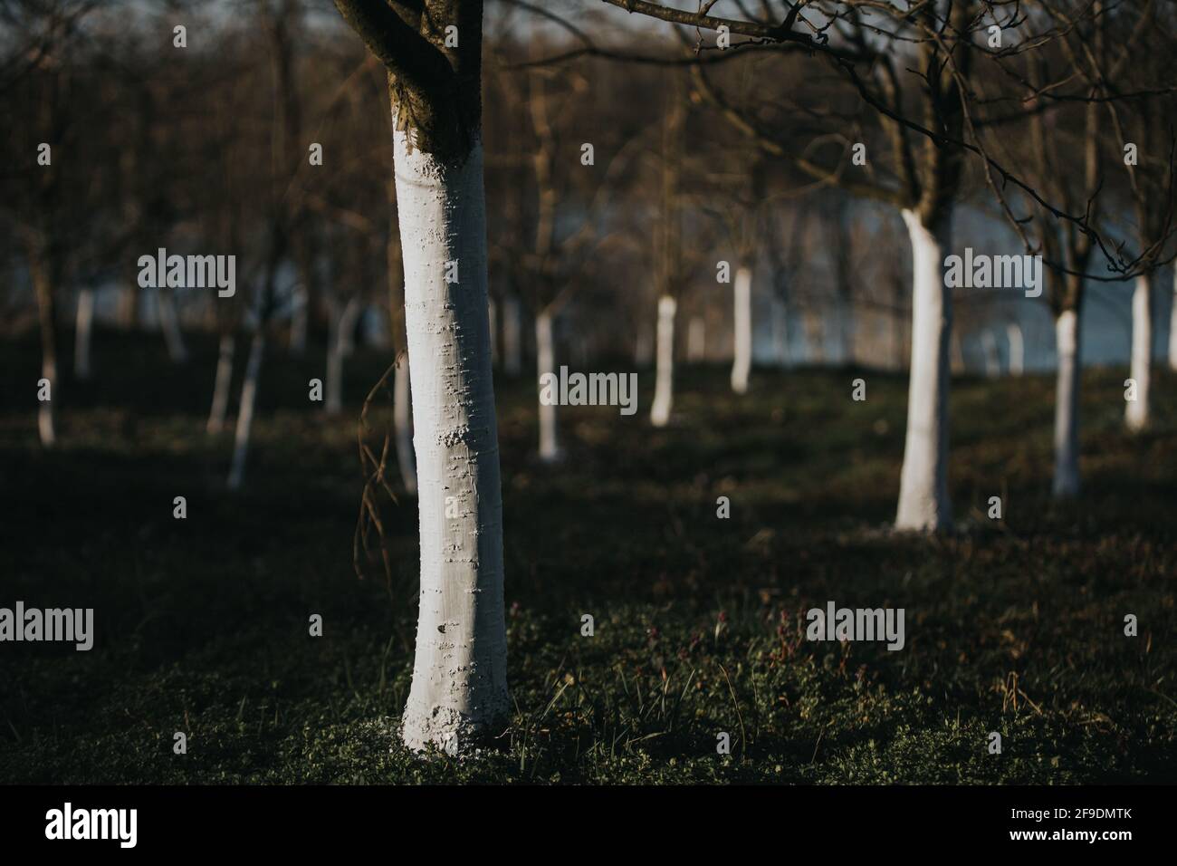 The rows of thin trees with painted white trunks Stock Photo - Alamy