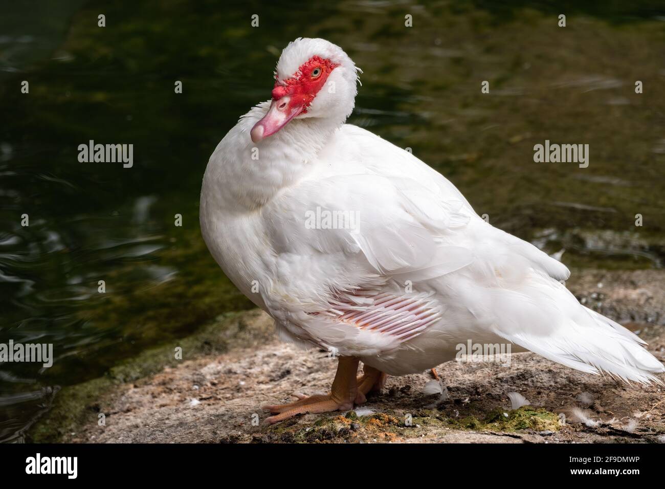 White Ducks With Red Beaks