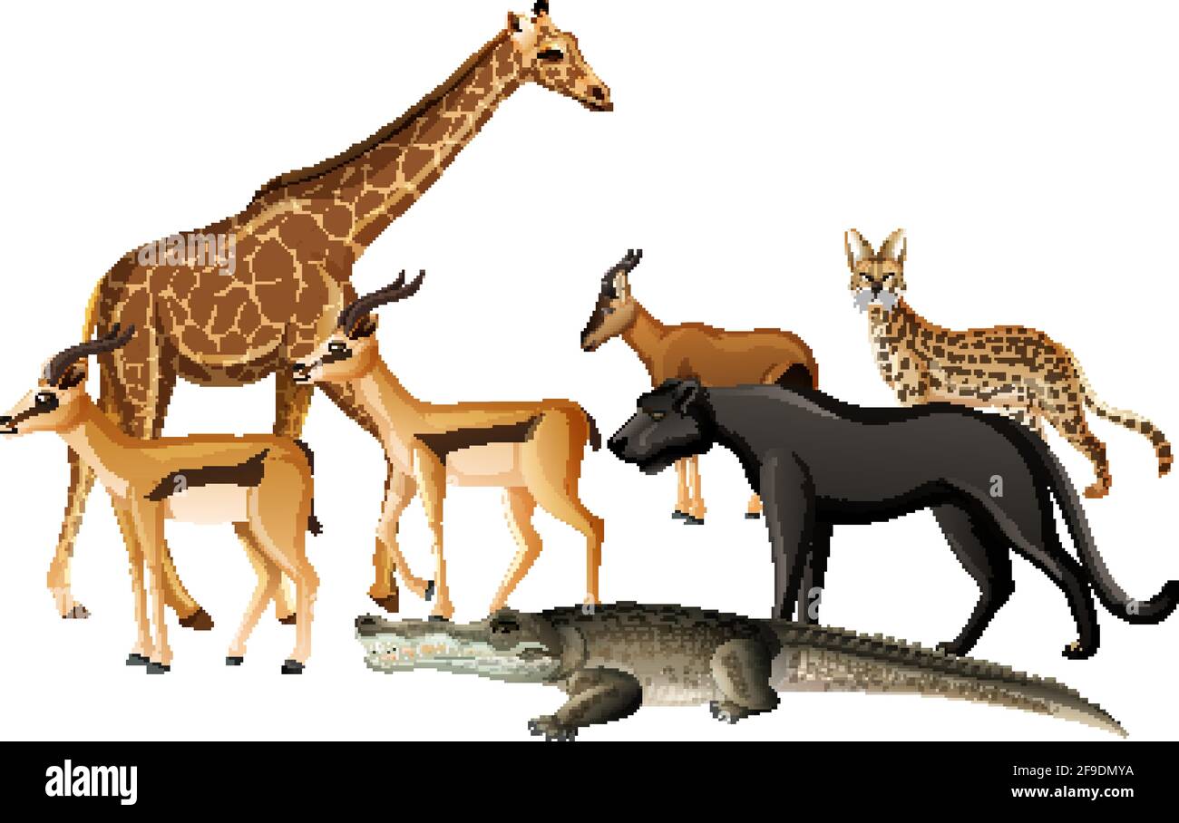 Group of wild african animal on white background illustration Stock ...