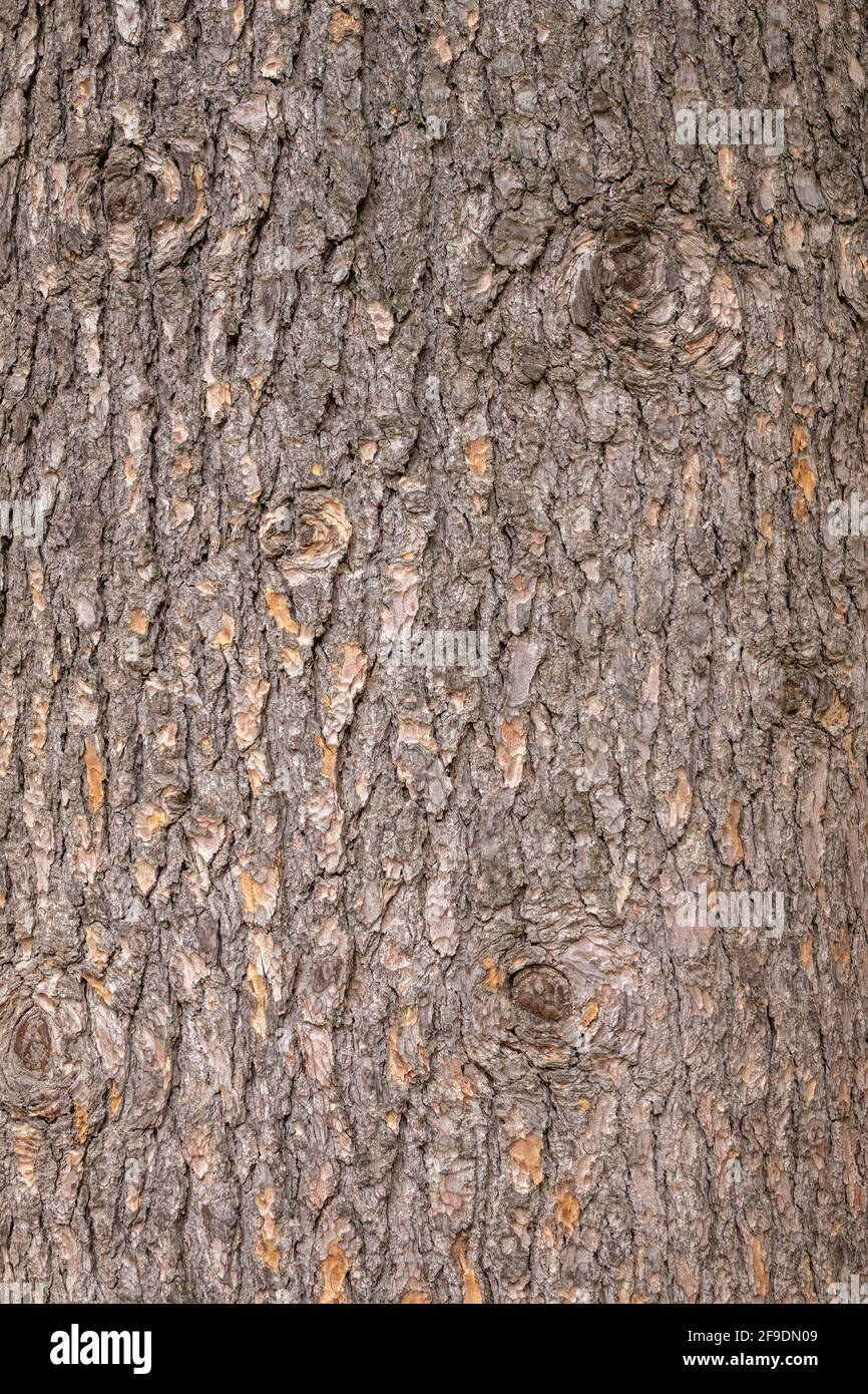 The bark of an Atlas cedar, Cedrus atlantica. Bark texture and ...