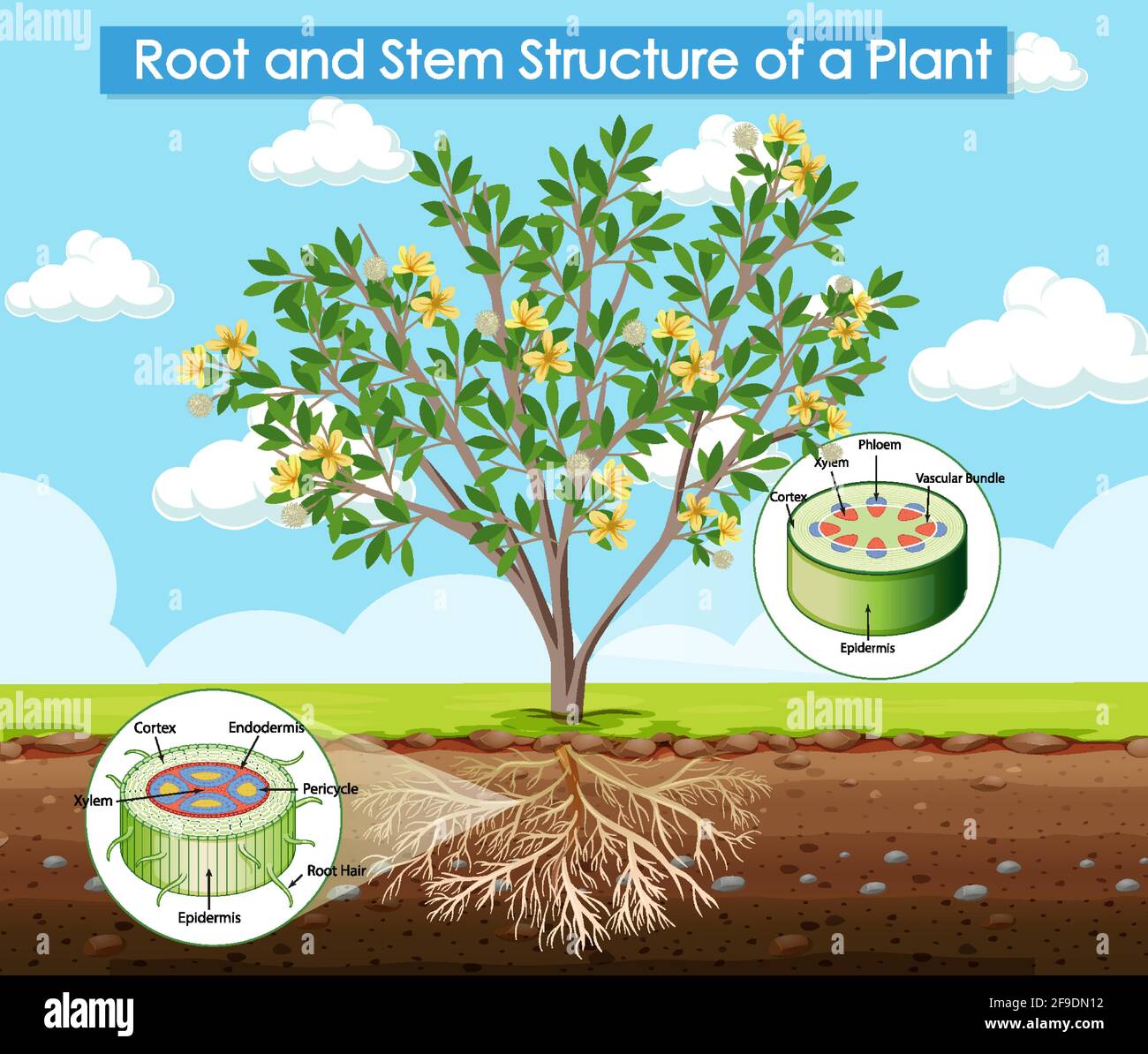 Diagram Showing Root And Stem Structure Of A Plant Stock