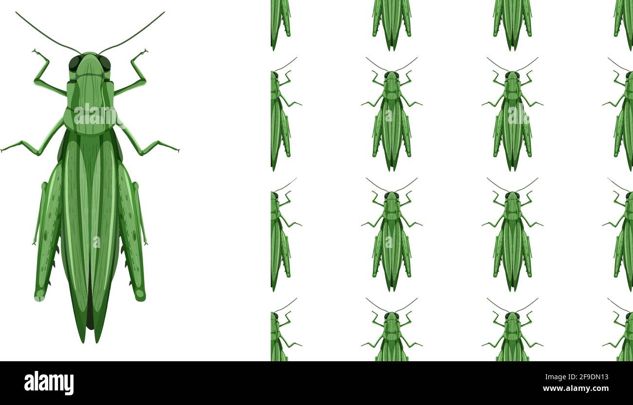 Grasshopper insects isolated on white background and seamless ...