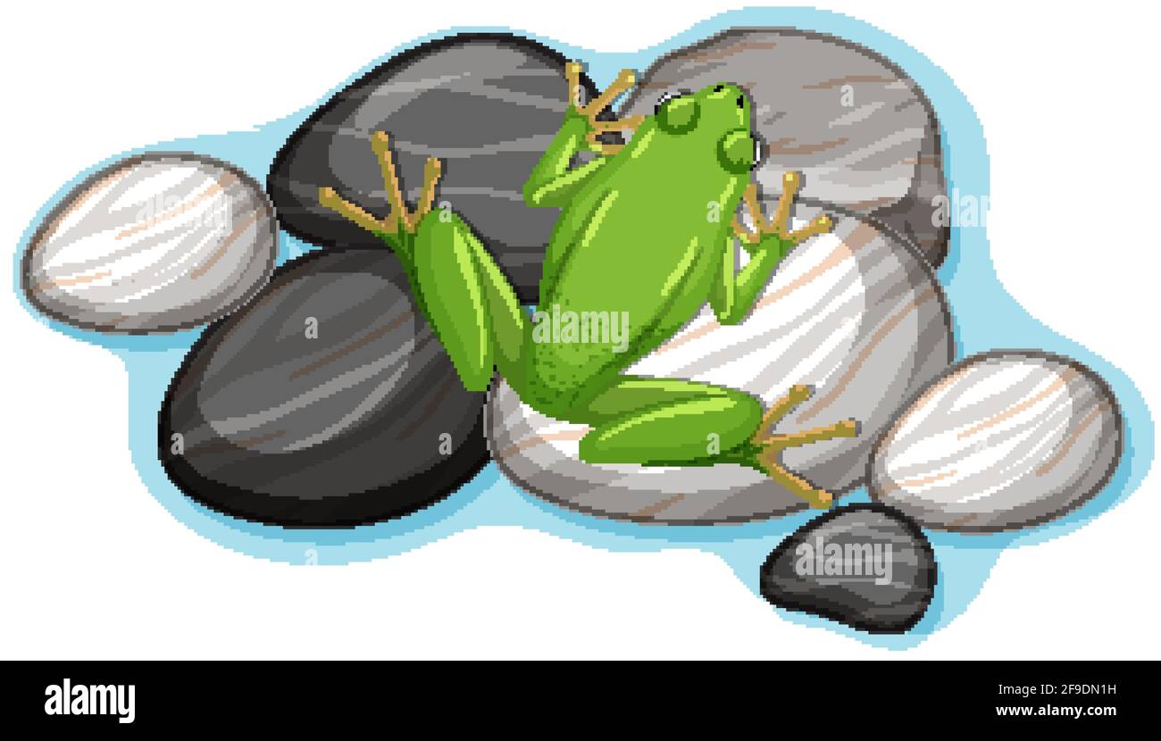Top view of frog on a stone isolated on white background illustration ...