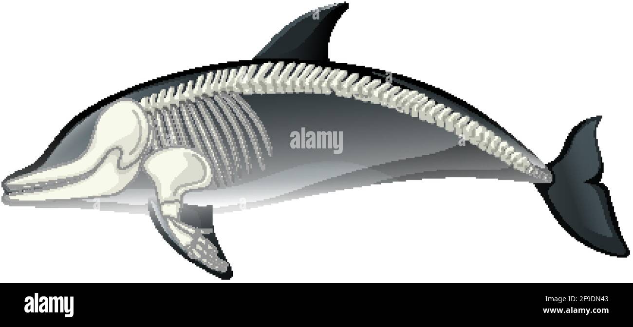 Skeleton anatomy of dolphin isolated on white background illustration ...
