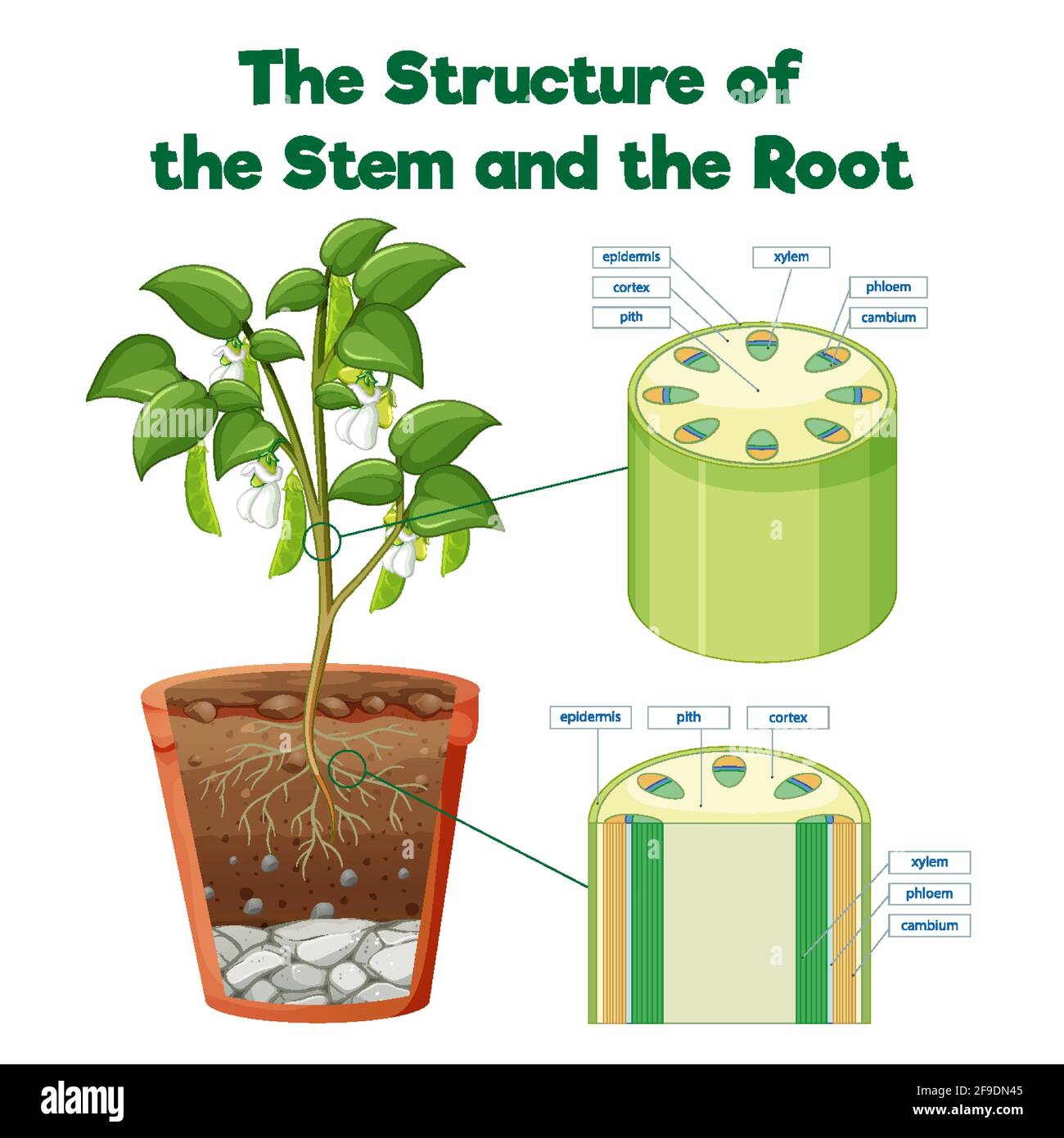 Xylem And Phloem In Root And Stem