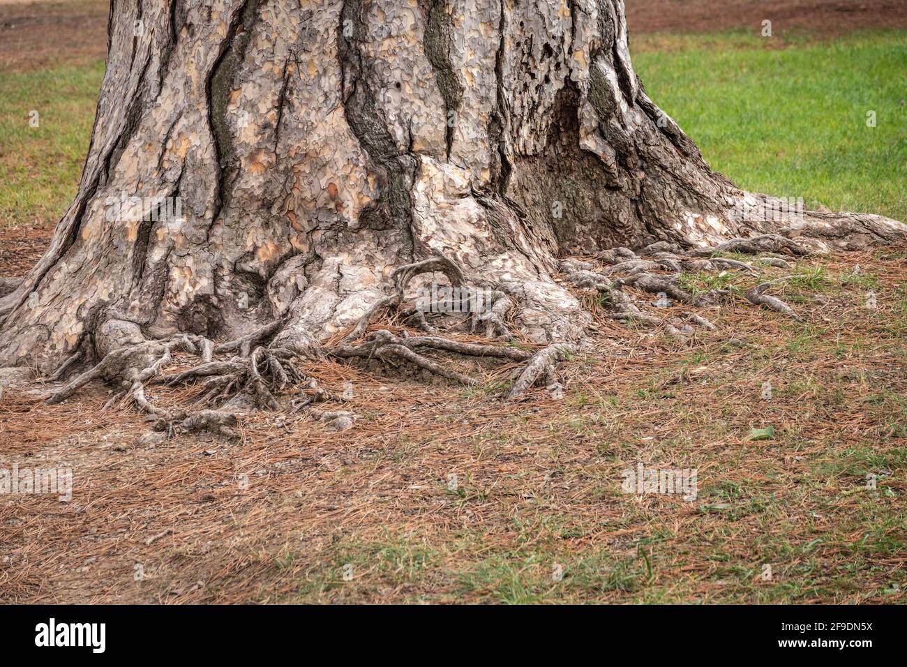 Bark texture and background of a old fir tree trunk. Detailed bark ...