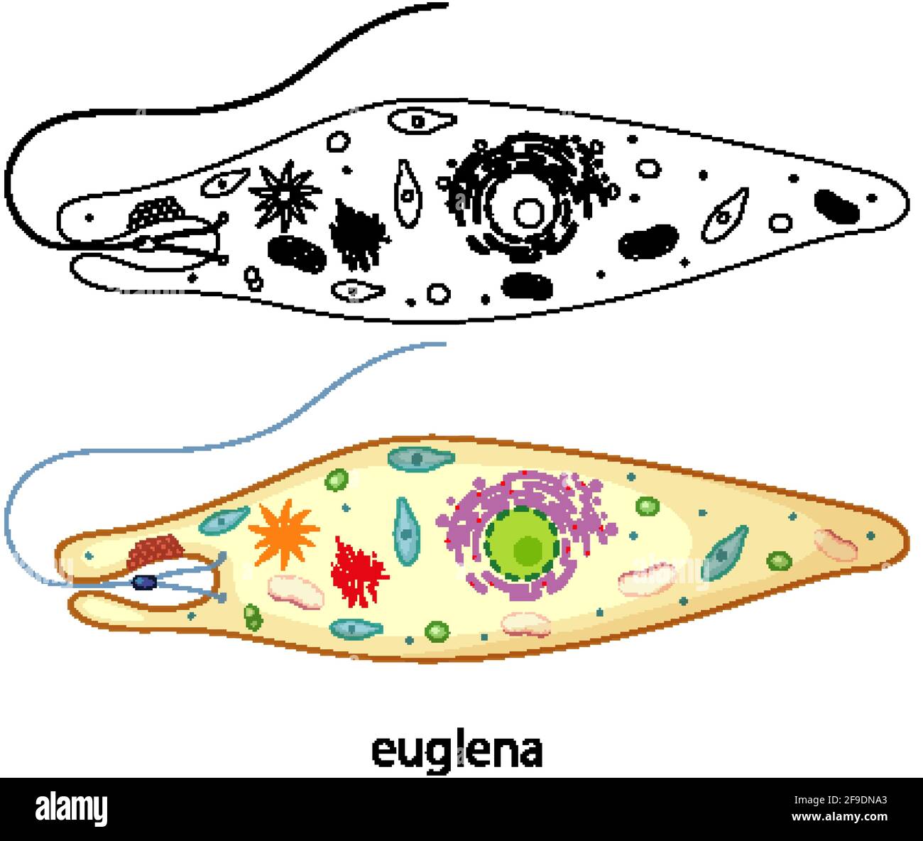 Euglena Blank Diagram