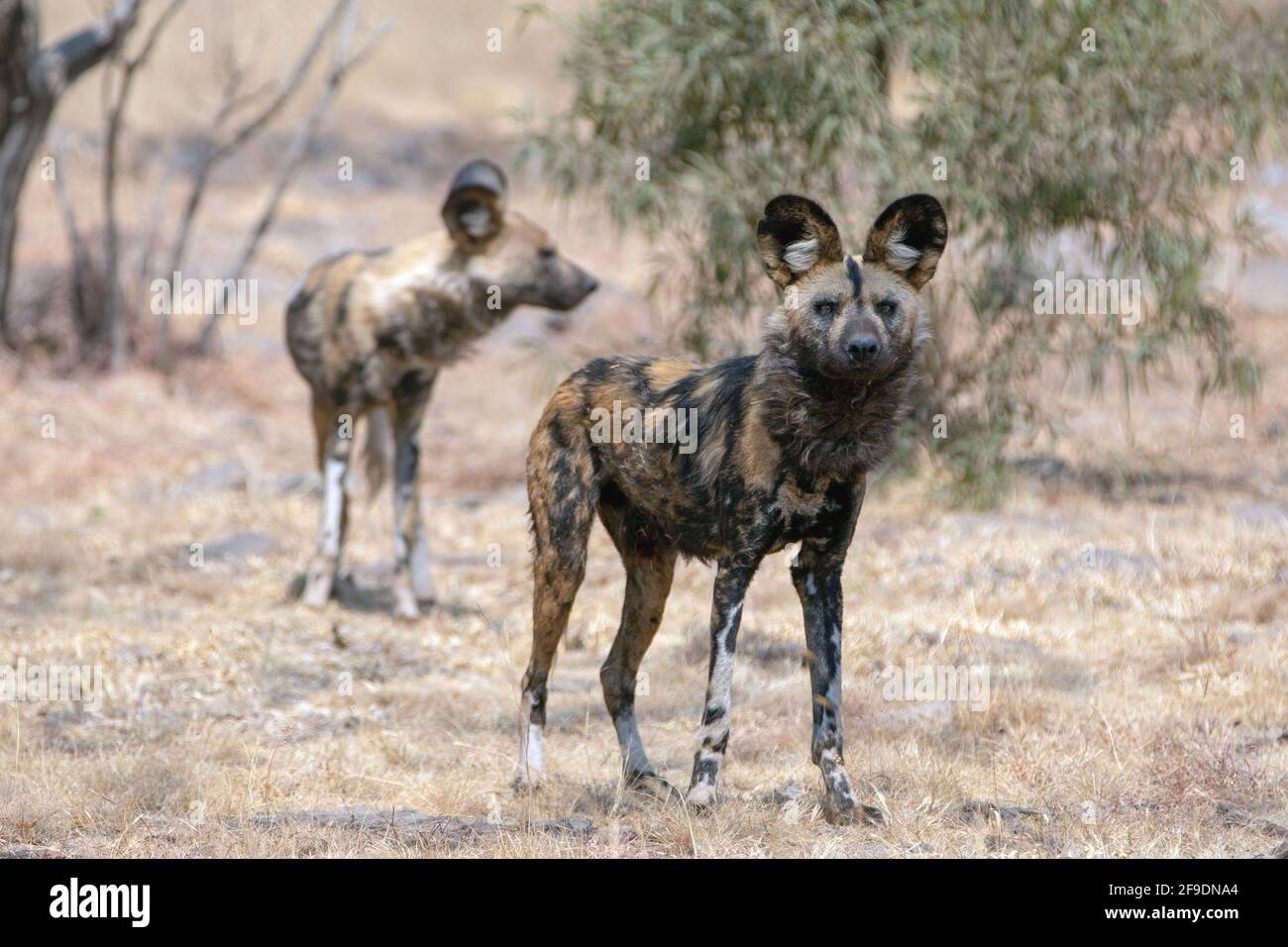 Rsa namibia hi-res stock photography and images - Alamy