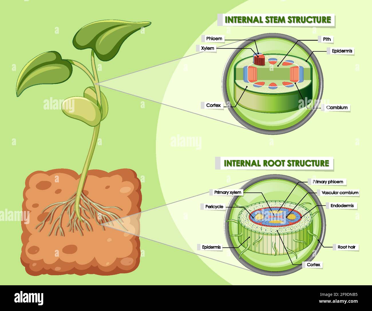 Diagram showing stem and root structure illustration Stock Vector Image ...
