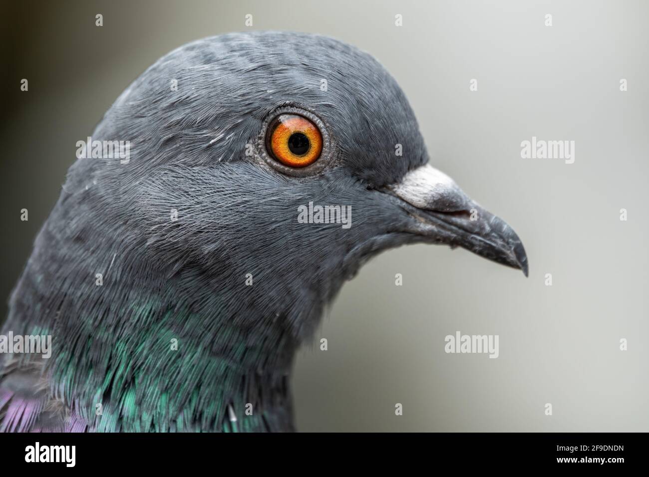 The fat pigeon portrait. Domestic pigeon bird and blurred natural ...