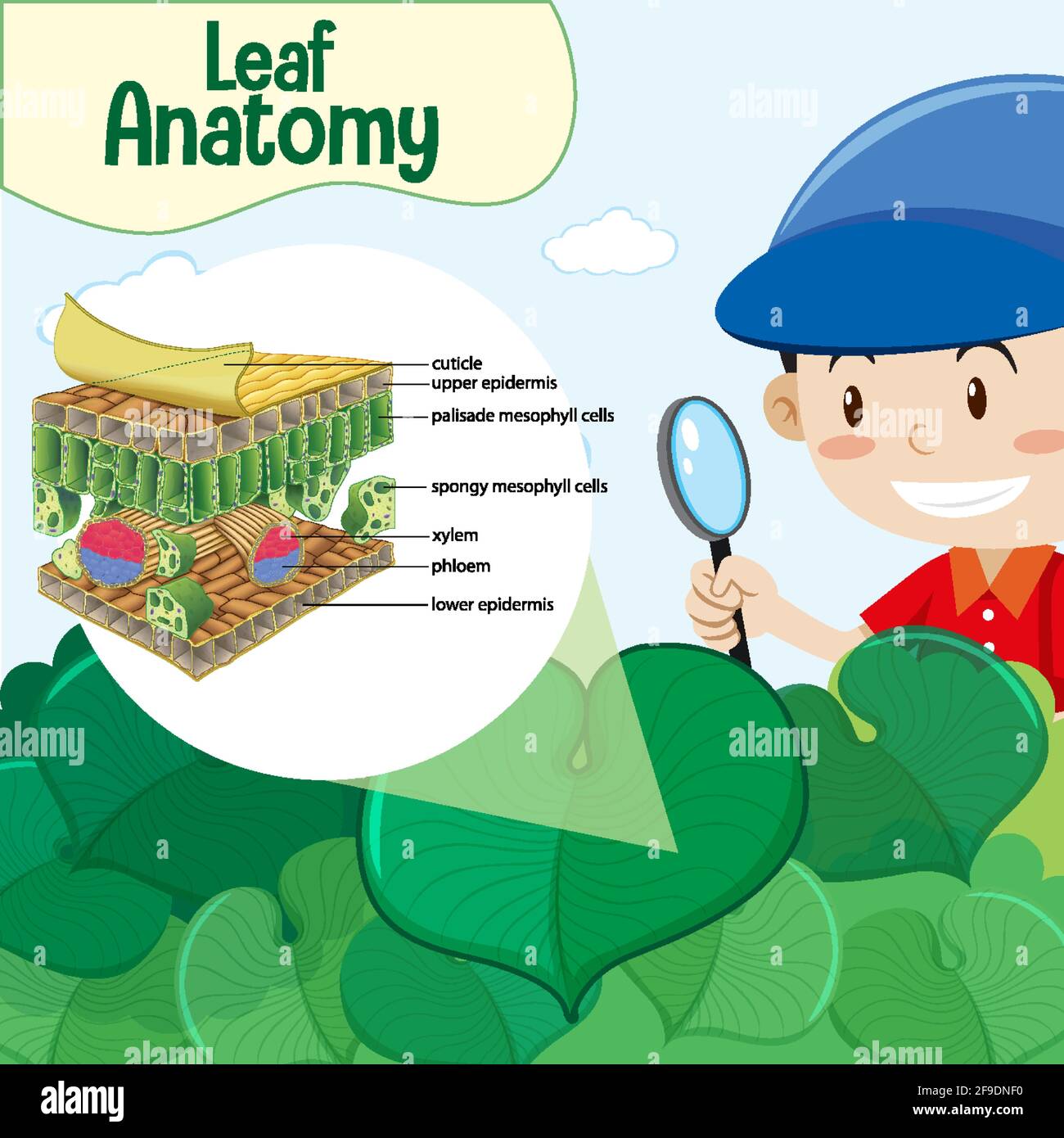 Diagram showing Leaf Anatomy with a boy cartoon character illustration ...