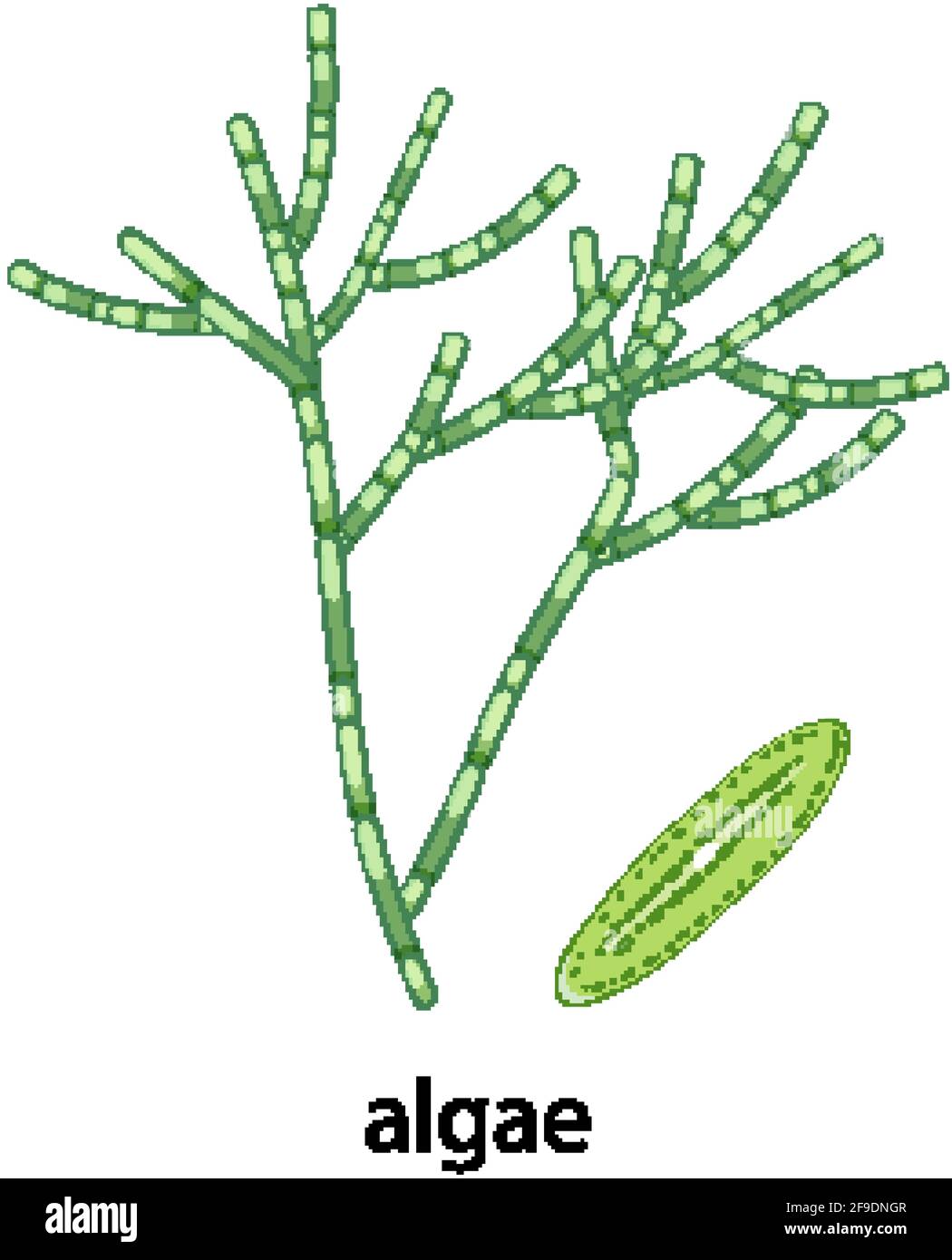 Algae cartoon style on white background illustration Stock Vector Image ...