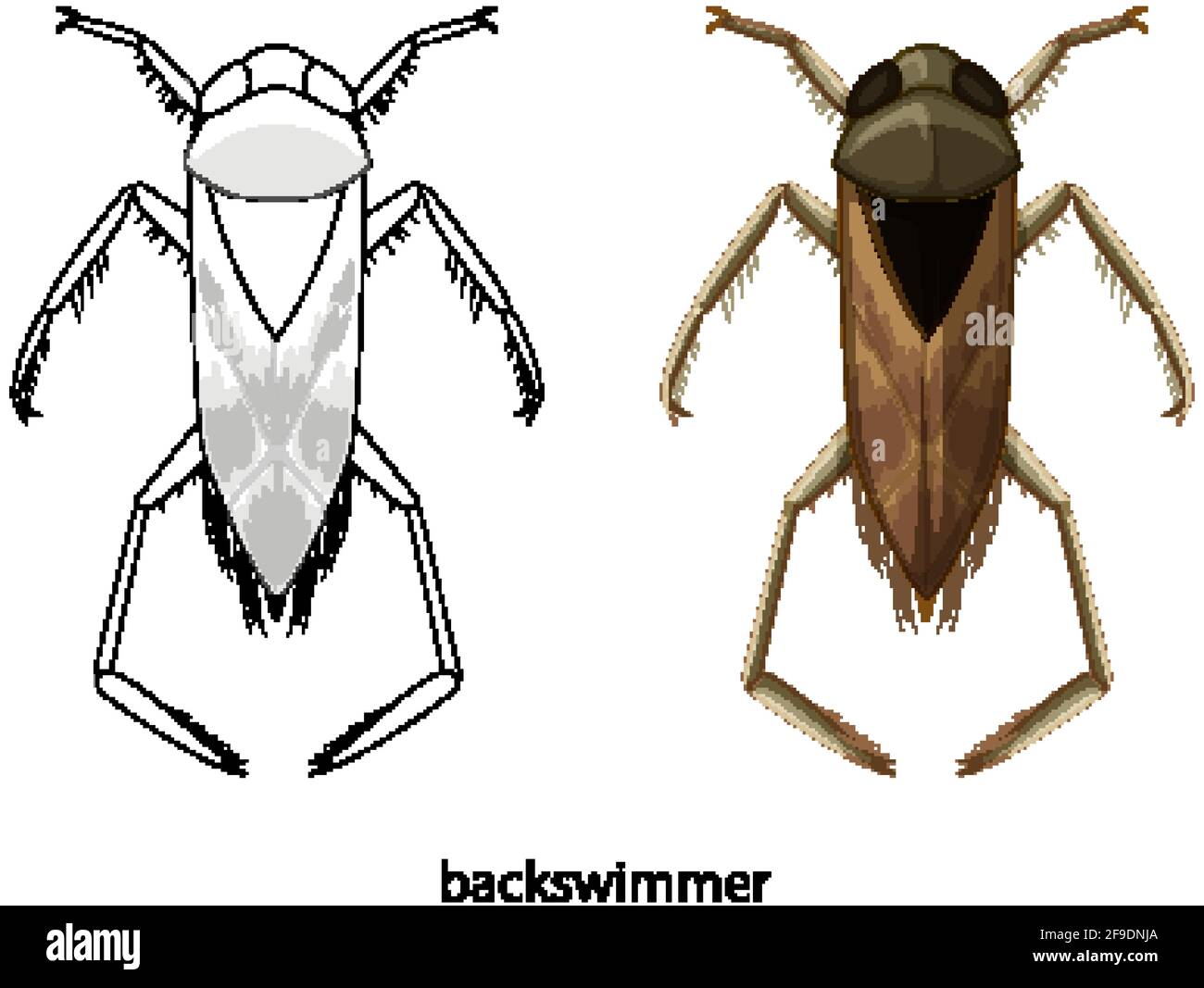 Backswimmer in colour and doodle on white background illustration Stock ...