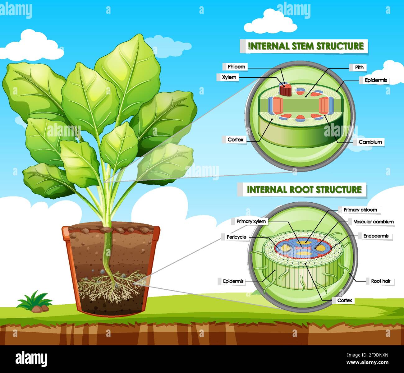 Diagram showing stem and root structure illustration Stock Vector Image ...