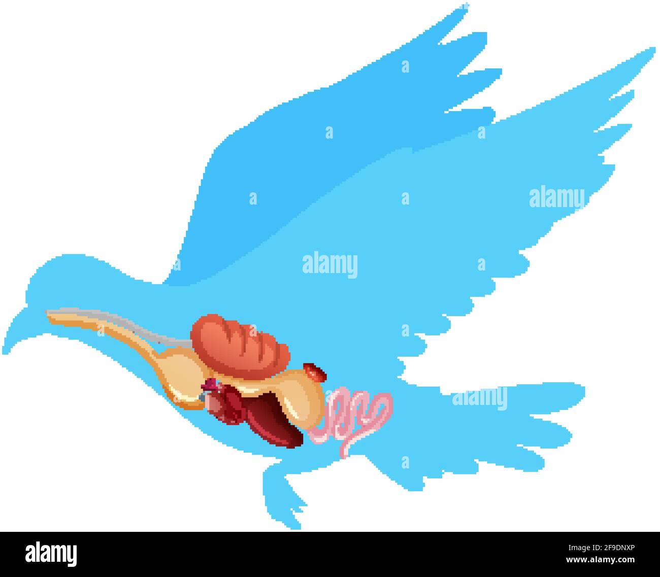 Anatomy of pigeon bird isolated on white background illustration Stock ...