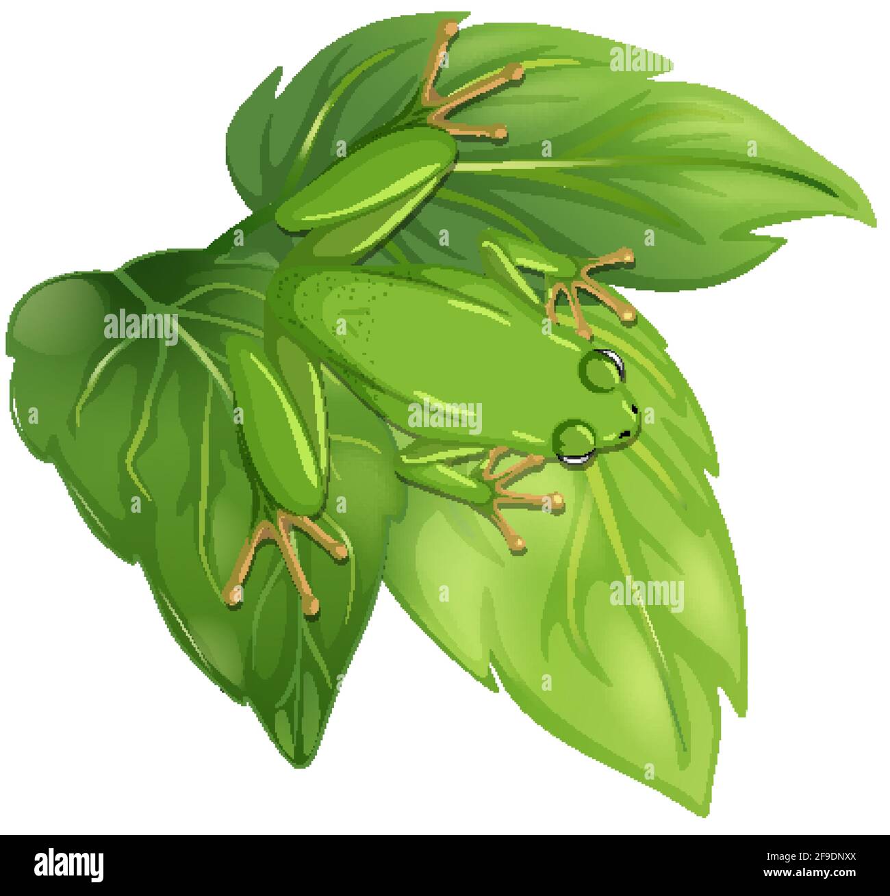 Top view of a frog on leaf isolated on white background illustration ...