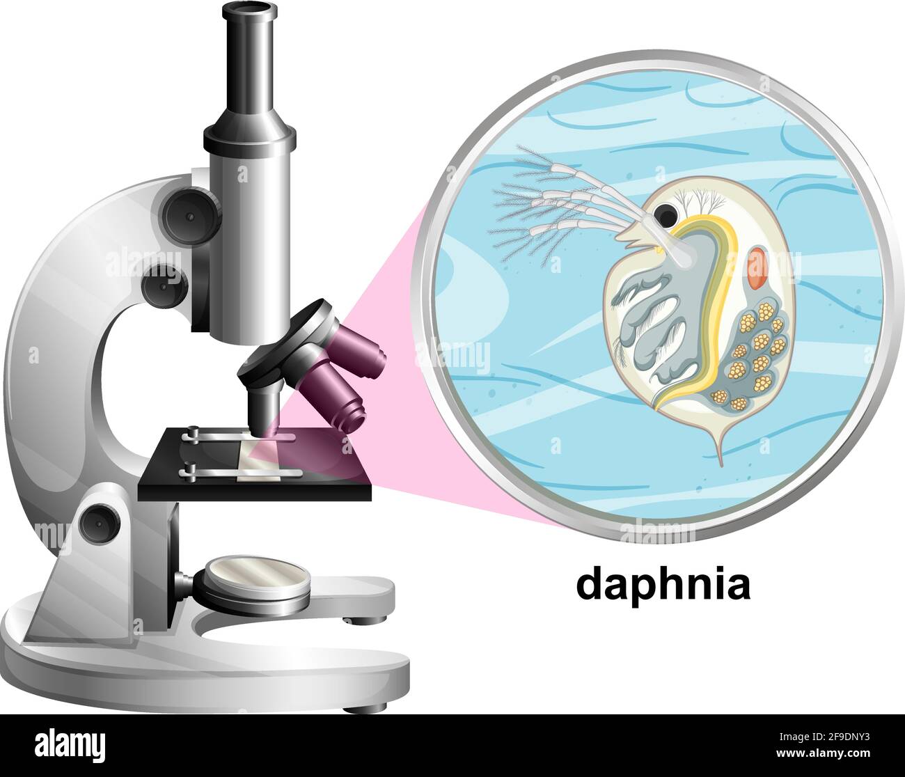 Microscope with anatomy structure of Daphnia on white background ...